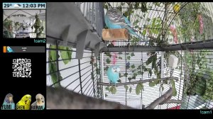 🟢24/7 budgie stream 🦜🦜🦜 | жизнь погугаев на балконе📍 | relaxation ☯︎
