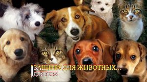 ЗАЩИТА ДЛЯ ЖИВОТНЫХ...ДЛЯ ВСЕХ