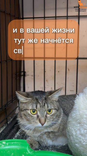 Каталина ждёт вас в приюте #Муркоша