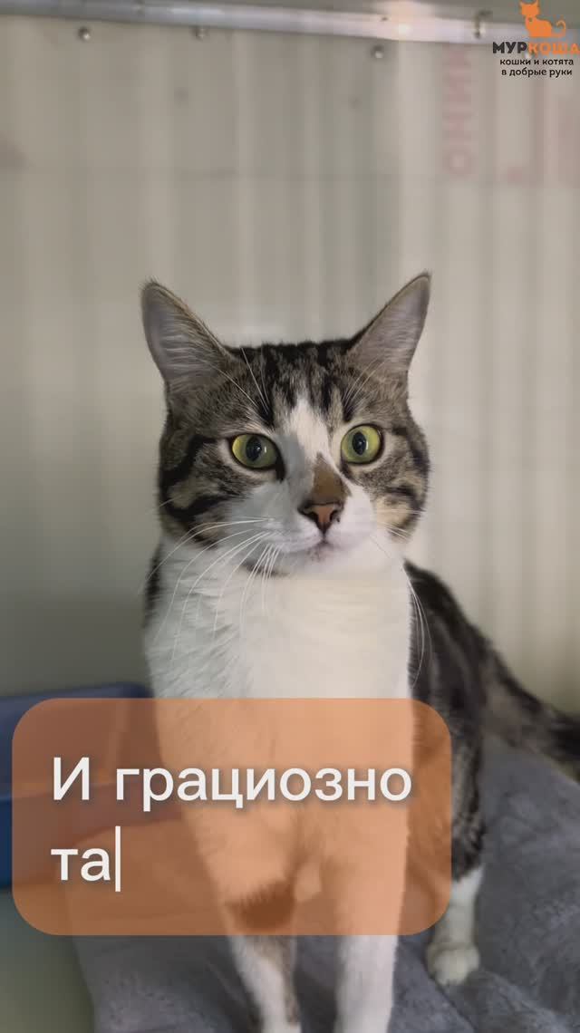 Чарльстон ждёт вас в приюте #Муркоша