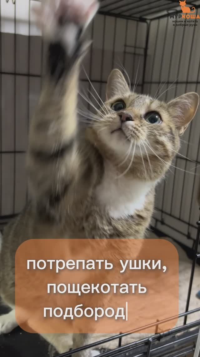 Сончита ждёт вас в приюте #Муркоша
