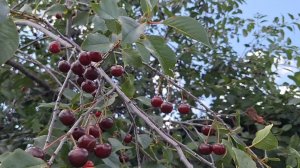 Обрываю черешню, бронзовик ест ягоды,и не только он