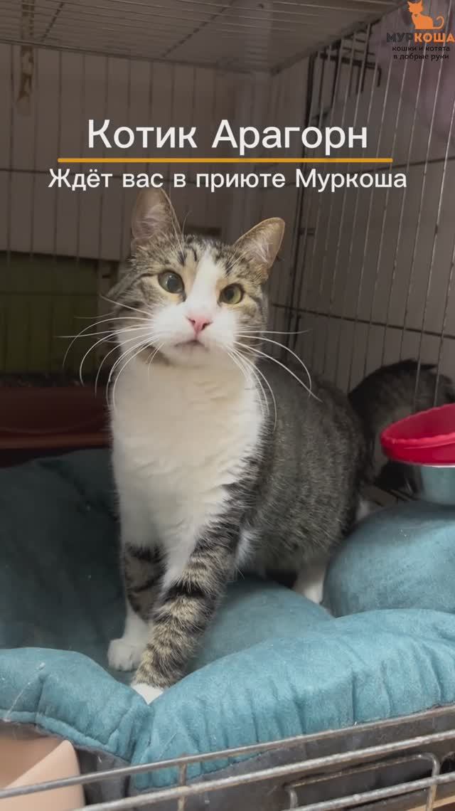 Арагорн ждёт вас в приюте #Муркоша