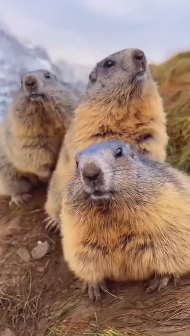 Трио.mp4