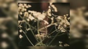 Полевые цветы 🥀Песни для души 🎶 Л.Сенчина❤️1983 💙Чудесный голос 🎶Мелодия советского времени
