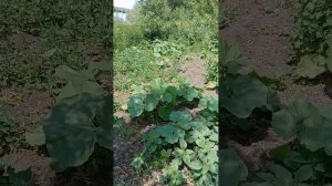 Прополка арбузов  Сестра во Христе, Лариса  01 07 2025
