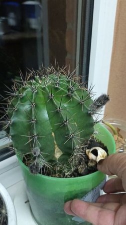 КАКТУС РАСЦВЕЛ !🌵