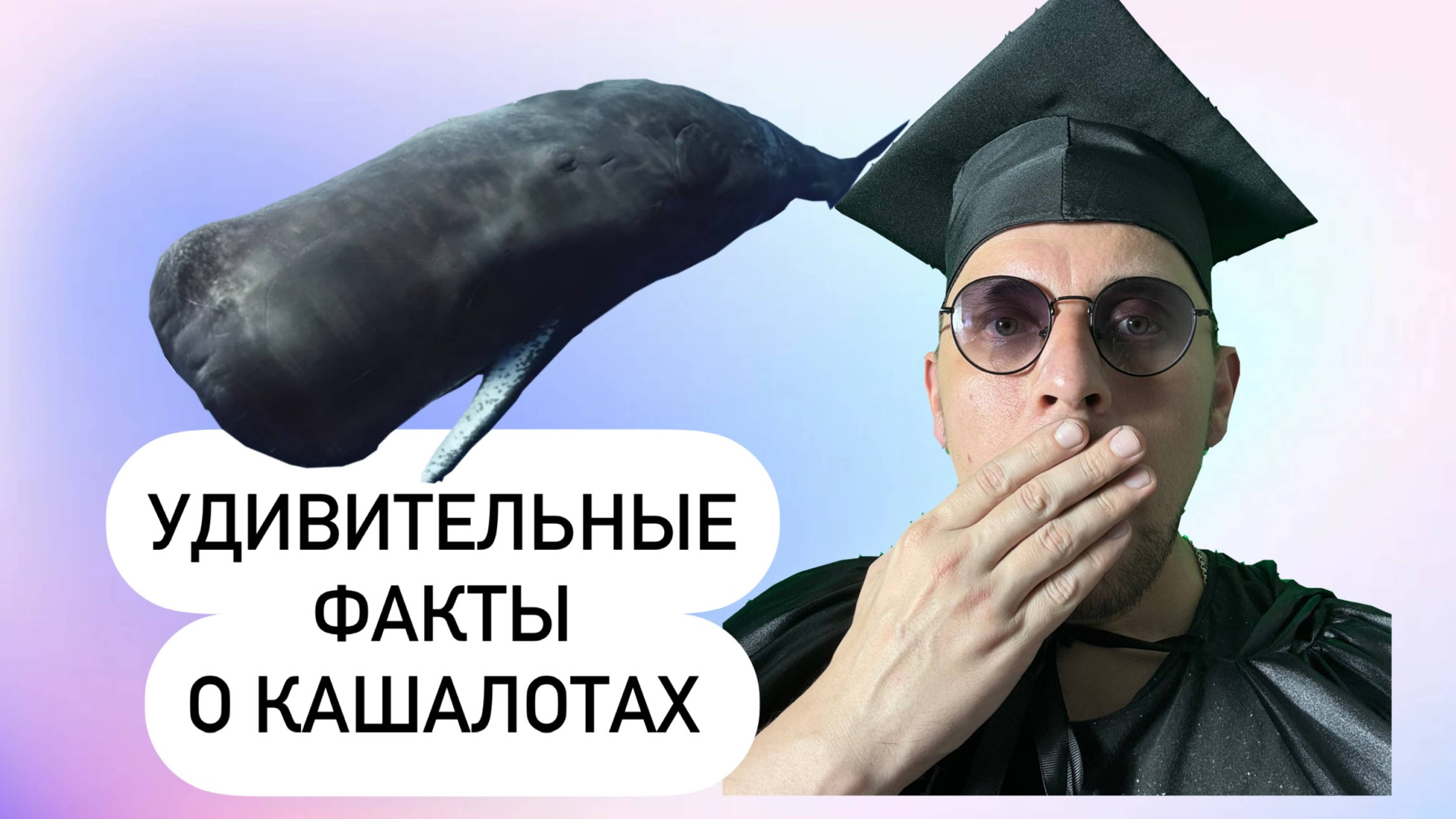 Удивительные факты о кашалотах