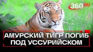 Трагедия под Уссурийском: молодая тигрица погибла под колесами авто