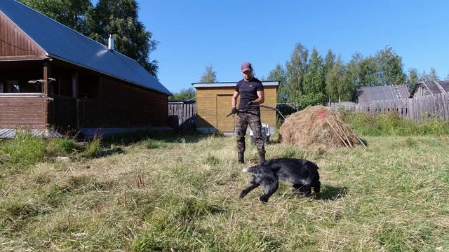 Развитие добычного драйва (добычного поведения) у собак