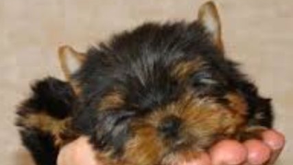 пика бу🐾🐾🤯🐕