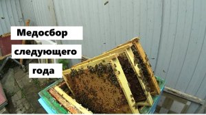 Работа над медосбором следующего года.