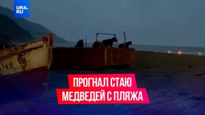 Мужчина прогнал медвежью тусовку с пляжа в Камчатском крае