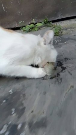 Поймали рыбы и угостили кошек.