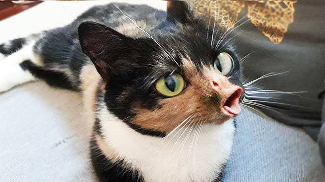 ПРИКОЛЫ С ЖИВОТНЫМИ ДО СЛЕЗ #110 Смешные КОТЫ И СОБАКИ  Приколы