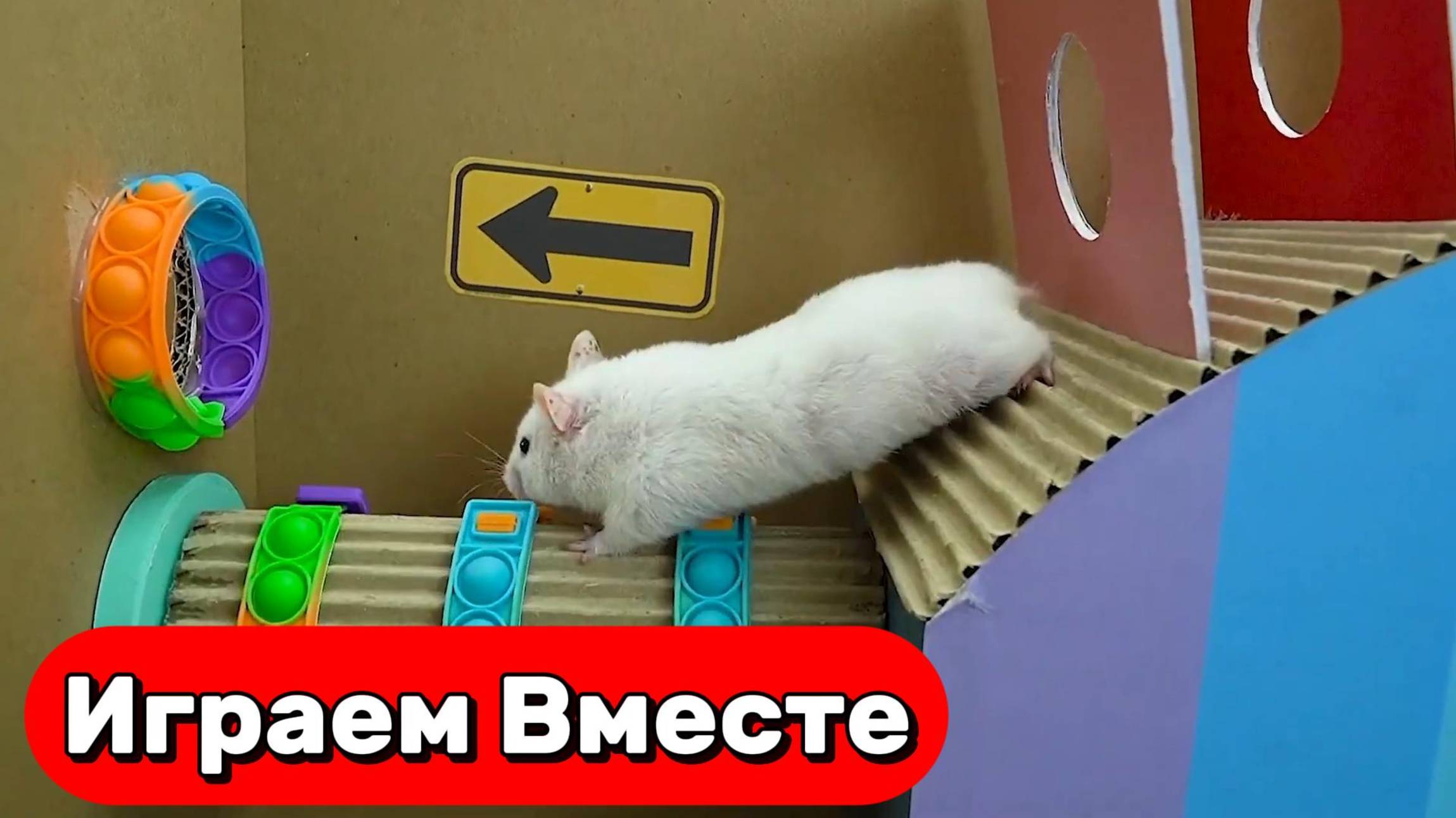 СЕКРЕТНЫЙ ЛАБИРИНТ С ЛОВУШКАМИ ДЛЯ УМНОГО ХОМЯКА 🐹 ВИДЕО ДЛЯ ДЕТЕЙ №2