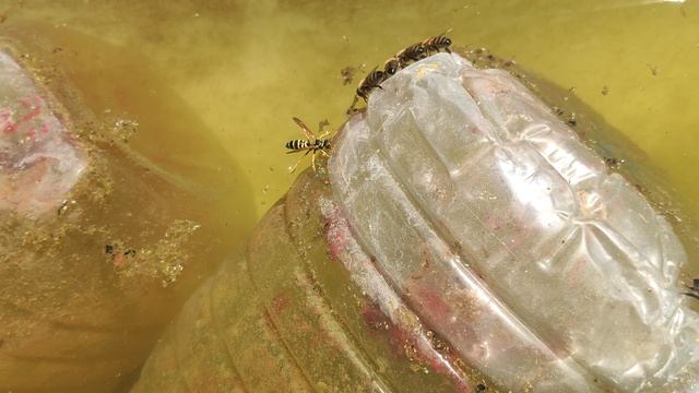 Пчелы и осы пьют воду.