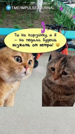 На встречу ветру (Мяукаем в телеграм Импульс Журнал 👉 @impulsejournal ) #пустьговорят #коты