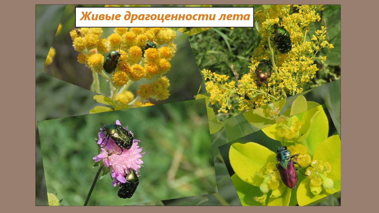 Живые драгоценности лета. Жуки на цветах. Июнь-июль 2025