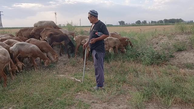 Рыбалка в Бишкеке,поймали огромную рыбу.Кыргызстан,Манас, ловим очень много рыбы