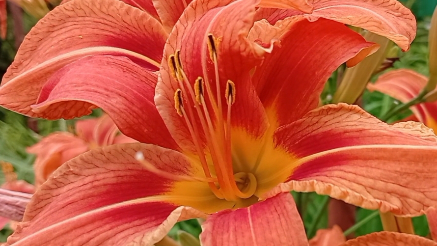 Лилейник особо разросся нынче