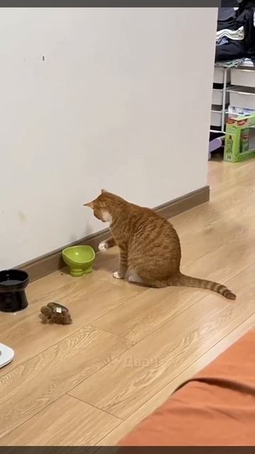 А куда делась вся еда