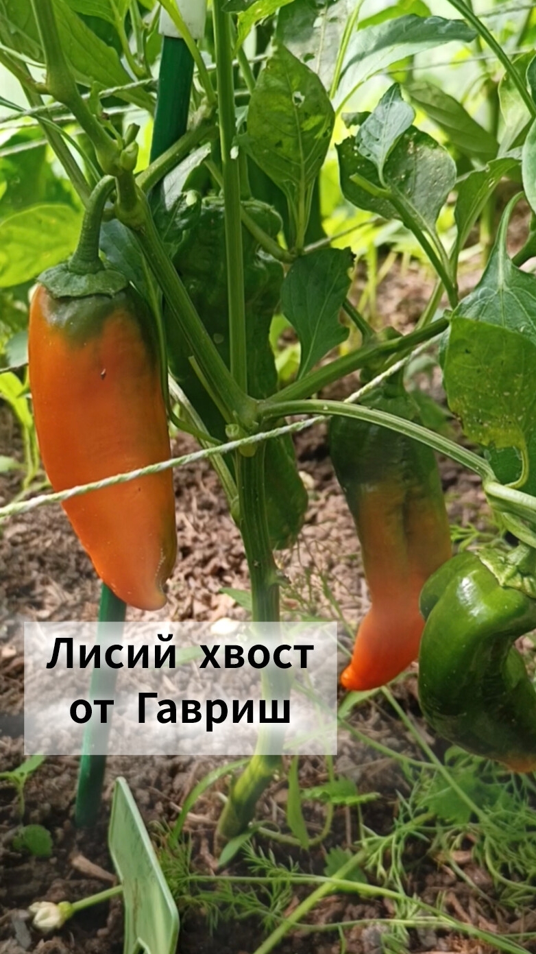 Сладкий перец "Лисий хвост" от Гавриш