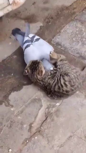 Голубь и кошка
