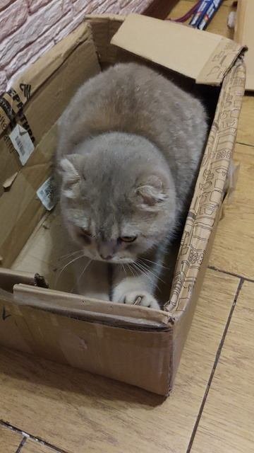 Микис в коробочке.