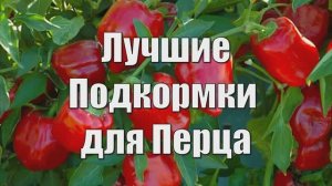 Лучшие Подкормки для Перца!