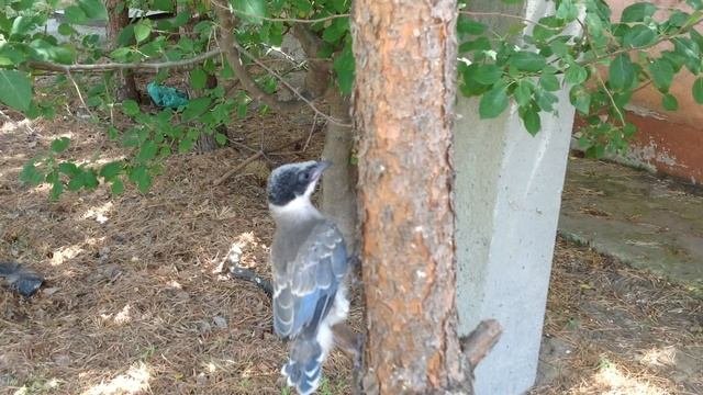 Спасение голубого сорочонка