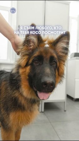 А из какой группы Ваш хвостик? 😁