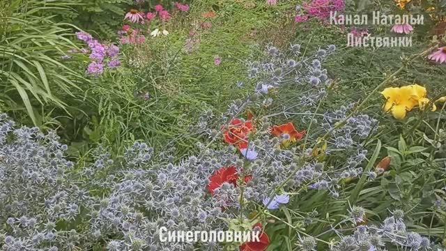 Город 22-24 июля 2025. Синеголовник и лилейники, жёлтый сеянец эхинацеи, калина, сподиопогон и чий