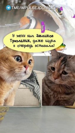 Где улов (Мяукаем в телеграм Импульс Журнал 👉 @impulsejournal ) #пустьговорят #коты