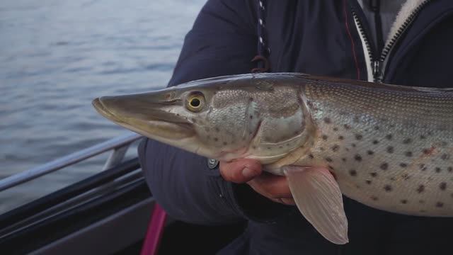 "КИНОТЕАТР РЫБОЛОВА"