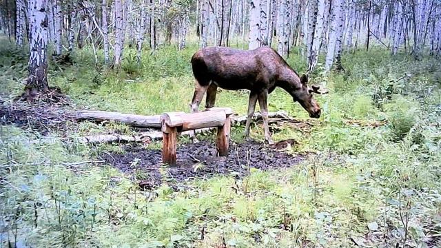 Биотехния.