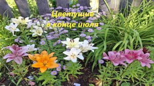 Цветущие в конце июля. #91