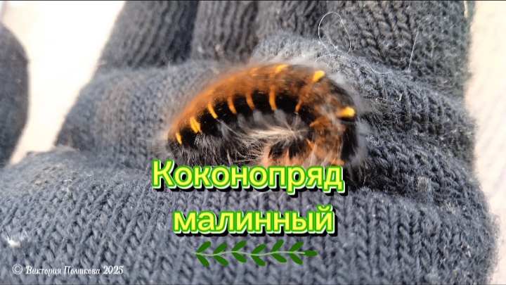 Нашла в клубнике красивую гусеницу