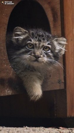 Котенок манула Снежинки свесил лапку. Новосибирский зоопарк