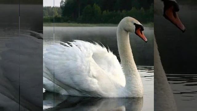 Лебедь