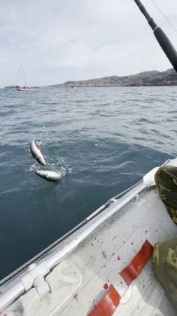 Рыбалка в Баренцевом море