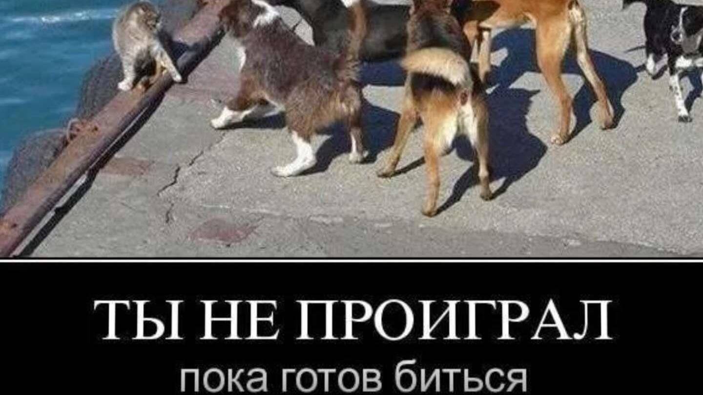 Держите меня семеро)))
