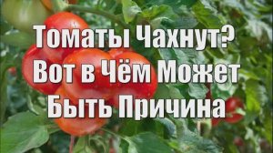 Томаты Чахнут? Вот в Чём Может Быть Причина!