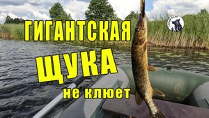 ГИГАНТСКАЯ щука НЕ клюет