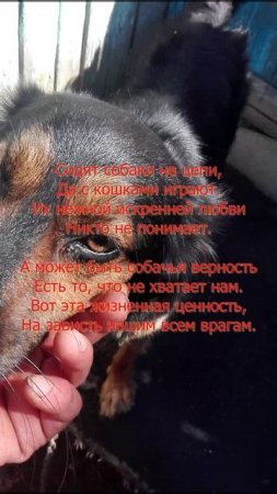 На цепи