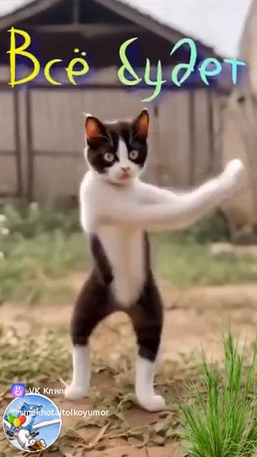 Котик танцует
