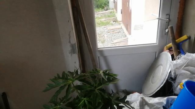 Папайа