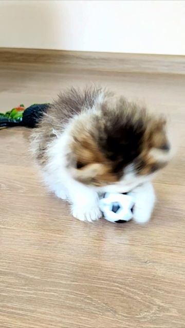 Красивый котенок играет с мячом.