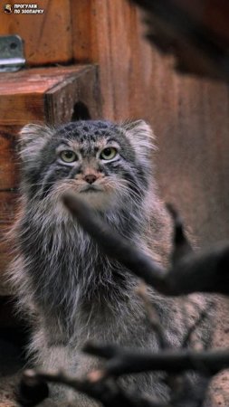 Котенок манула Лоло сидит у домика. Новосибирский зоопарк