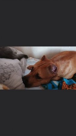 ч2
#стаффи #кошка